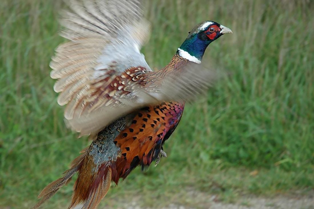 Talk About Pheasants Tuesday At Audubon | News, Sports, Jobs - Post Journal